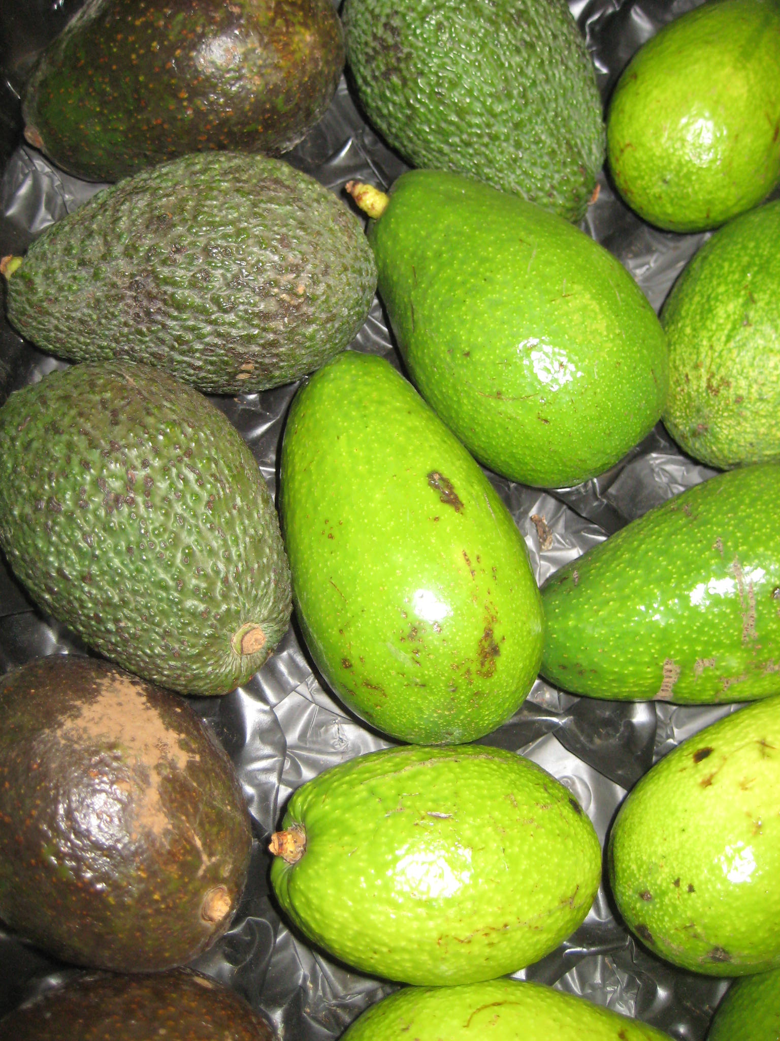 Bio-Avocado – Bio Grauer Naturkostladen