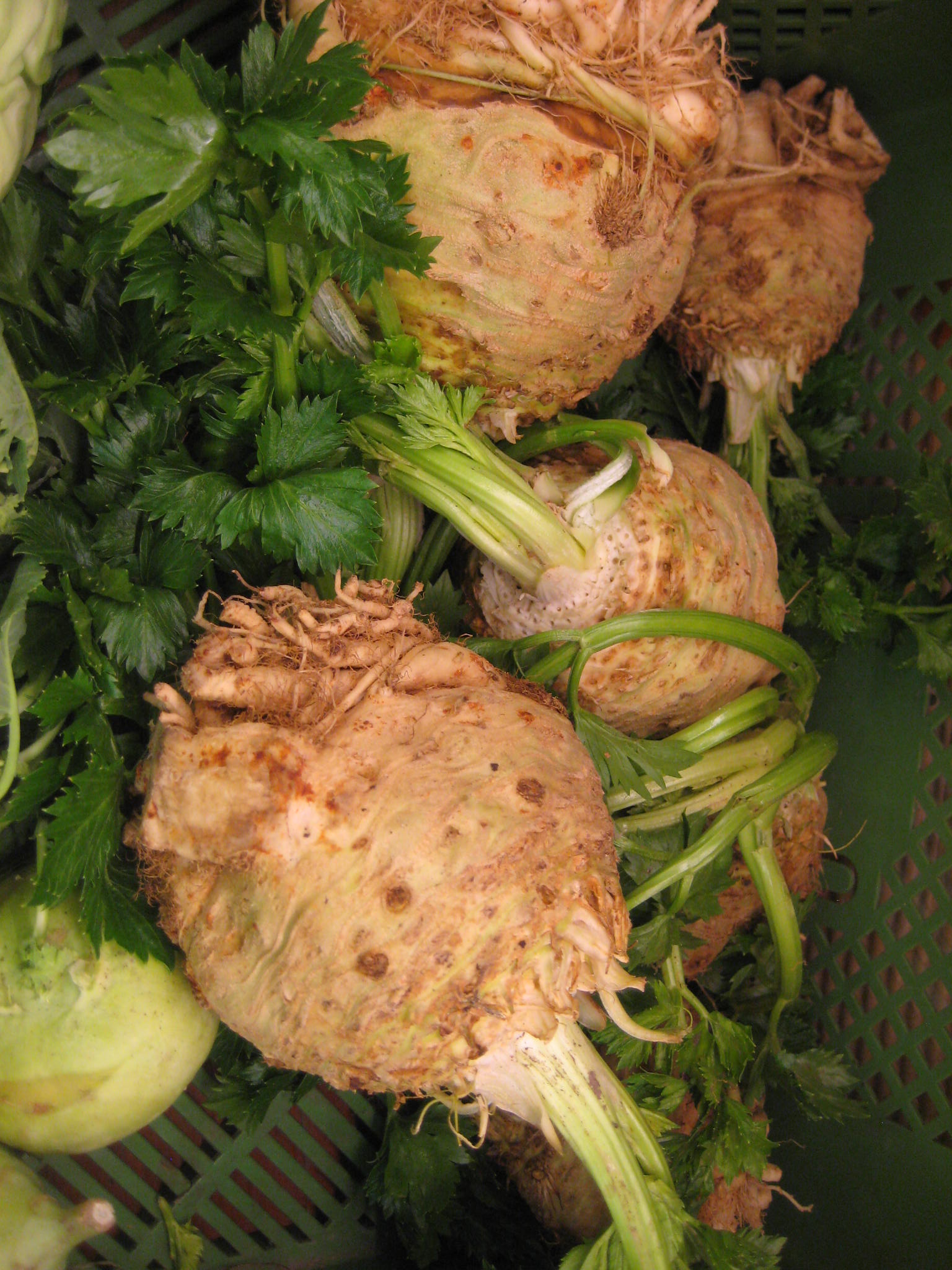 Bio- Sellerie – Bio Grauer Naturkostladen