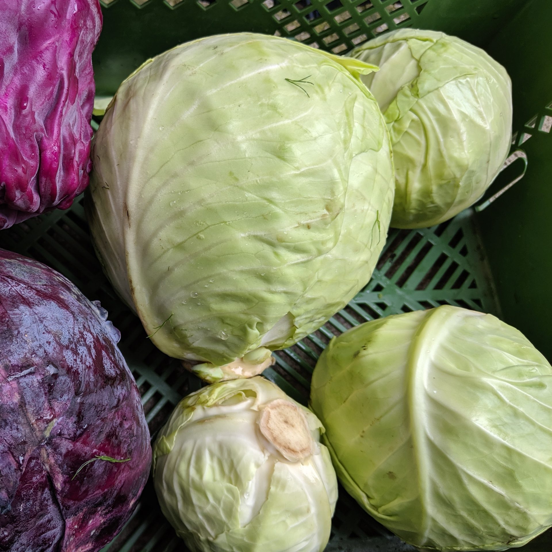 Bio-Weißkraut (klein-mittel) – Bio Grauer Naturkostladen