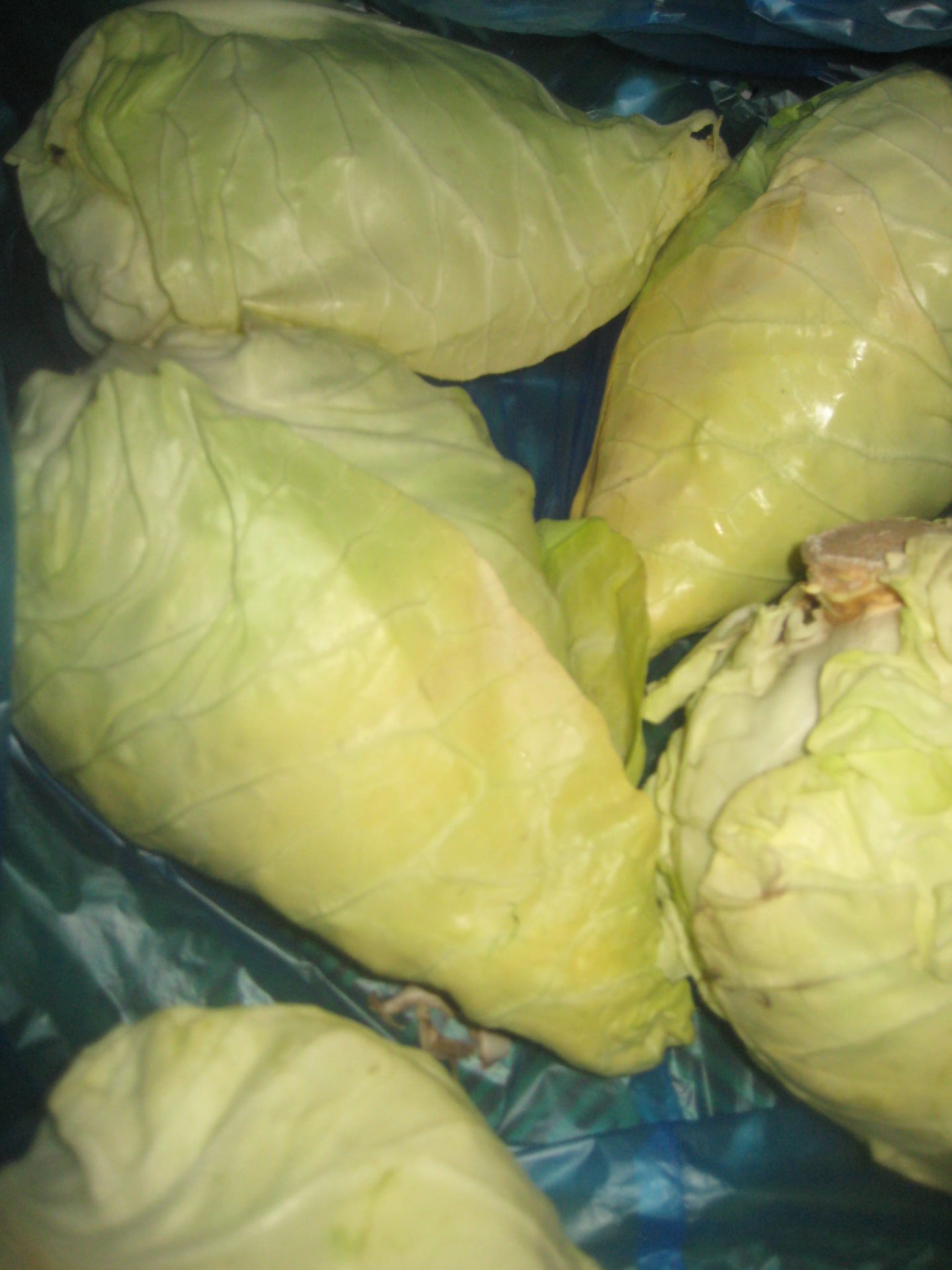 Eigenes Spitzkraut (groß) – Bio Grauer Naturkostladen